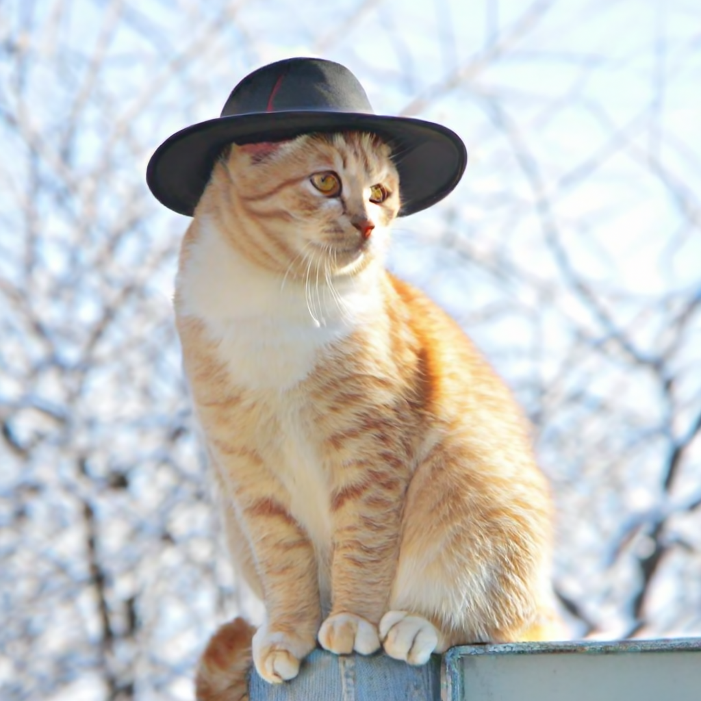 Imagic: Text-Based Real Image Editing with Diffusion Models